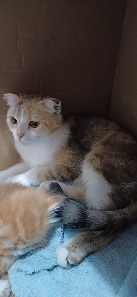 Продам котят скотиш фолд и страйт