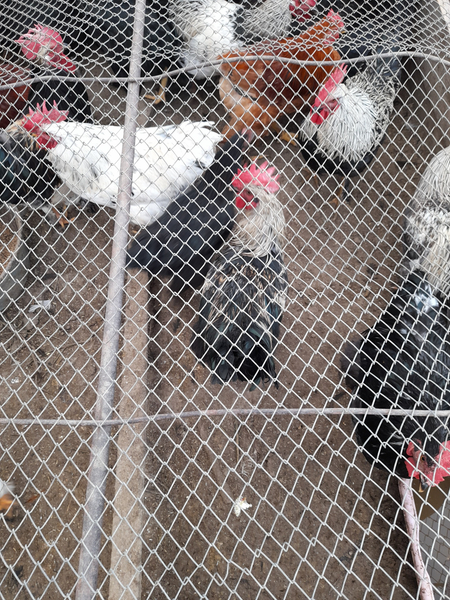 продаются петихи