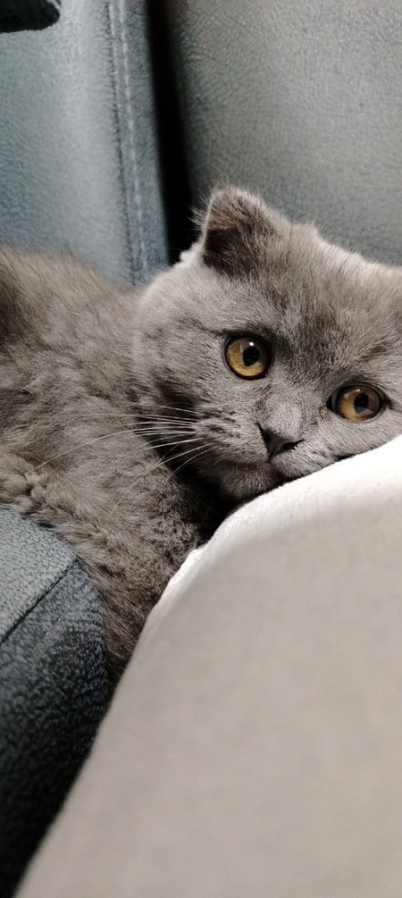 ВЯЗКА...Кошка девочка СКОТТИШ-ФОЛД