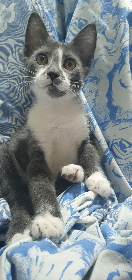 Котенок 2,5 месяца