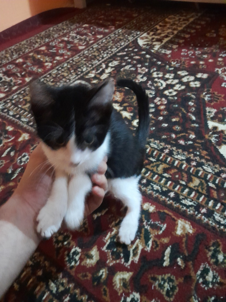 Mushuk bolasi 3 oylik sotiladi
