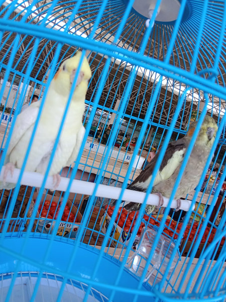 Carellala galdi 130 mingdan dm zor ishlab durgan paralari ham bor .