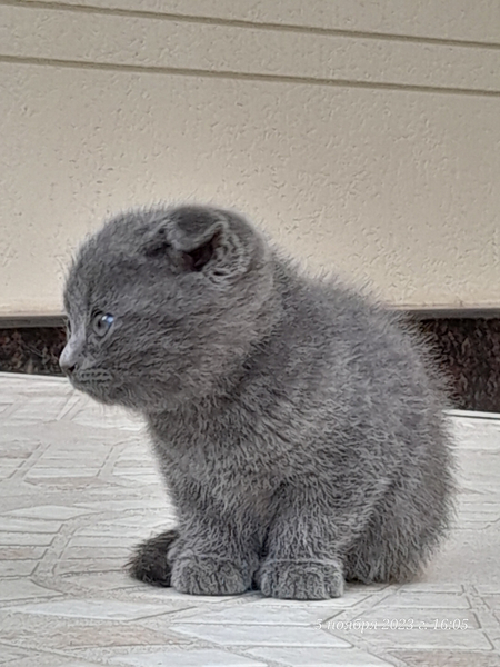 Британская короткошёрстная кошка