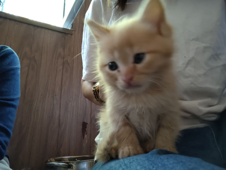 Домашние котята в хорошие руки