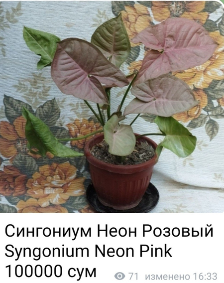 Продаются сингониумы