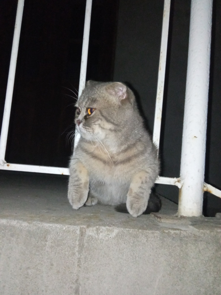 Scottish Fold ( nasil olish uchun )