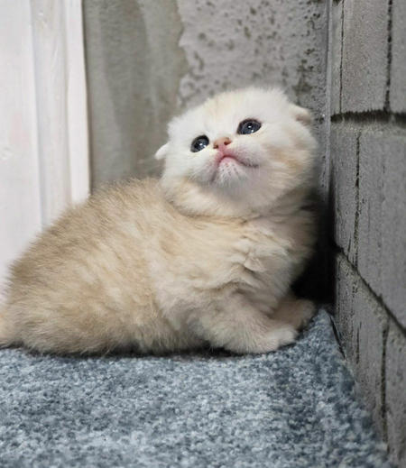 Скоттиш   фолд..