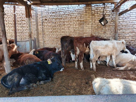 Sifatli va toza Angus mollari