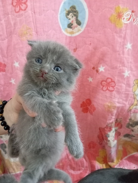 Фолд ок пахмок мушукчалар