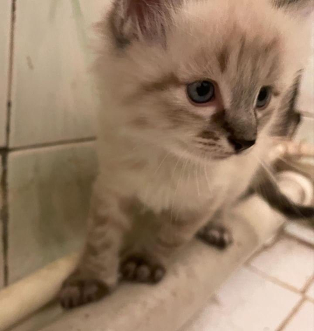 сиамский котенок