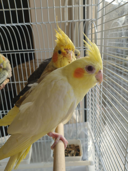 Продаю птиц кореллы