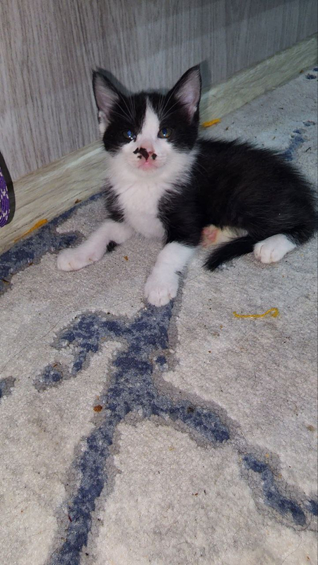 Котята 1,5 месяца