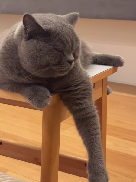 Кошка мальчик...