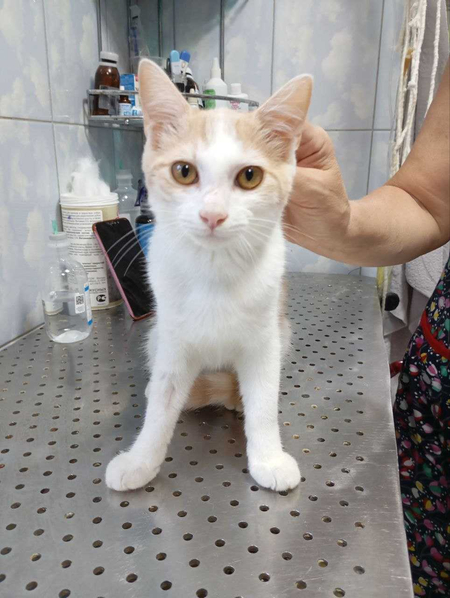 Отдается котенок в добрые руки