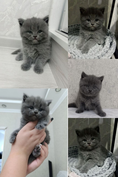 Продаю котят,скоттиш страйт.