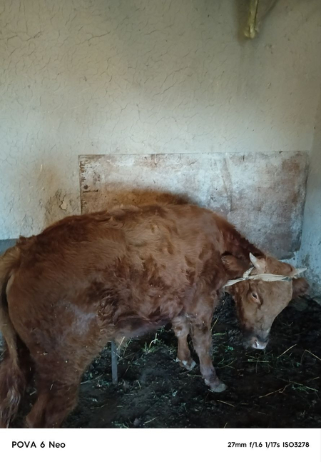 Sotiladi kelishamiz