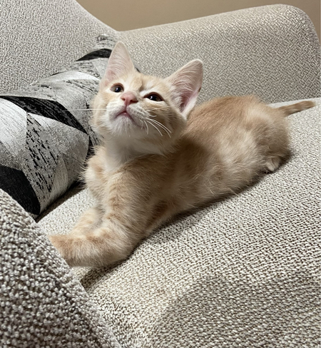 Котенок мальчик.