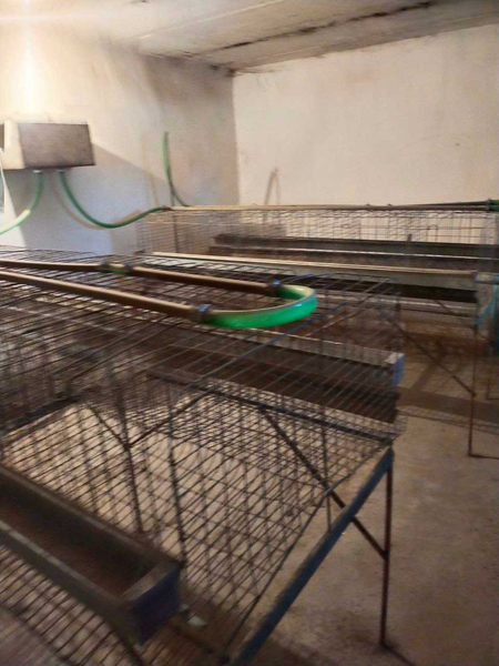 640 тали несушка товук ини сотилади