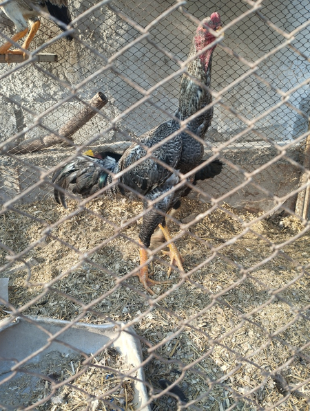 juja sotiladi may oyida chiqqan
