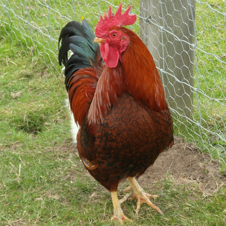 3 ta sog\\\'lom tovuqlar va 1 ta katta xo\\\'roz