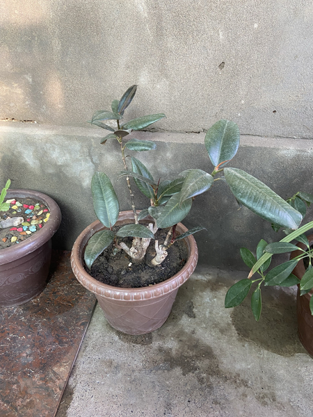 Денежный aloe gullari xonaki
