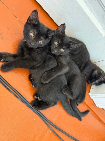 Котята в ответственные руки