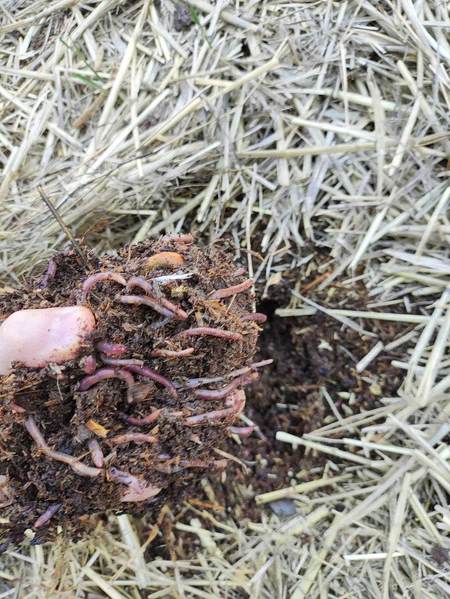 Калифорния ёмгир чувалчанги. Koliforniya yomg'ir chuvalchangi Biogumus