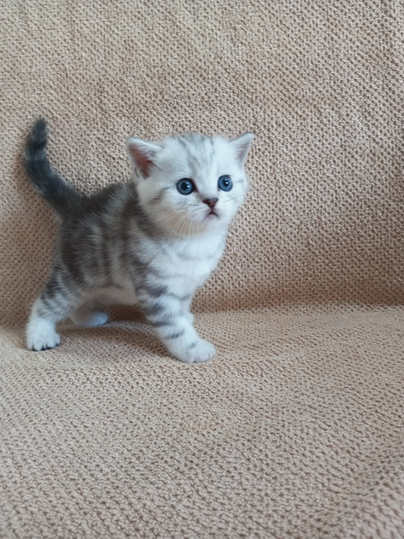 Котята  шотландцы мальчики