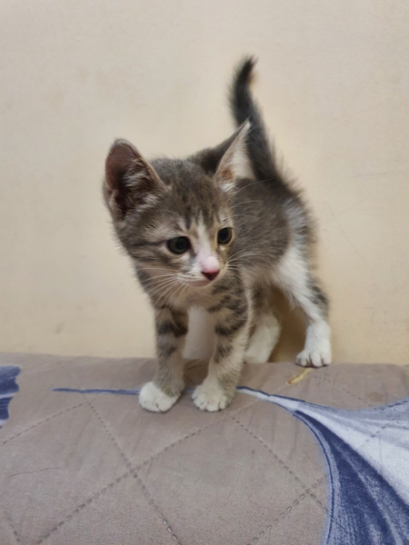 Отдаю котенка в хорошие руки