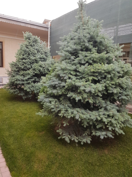 Golubaya yel archa sotiladi