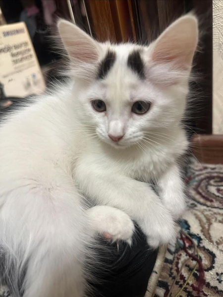 котики ищут себе дом