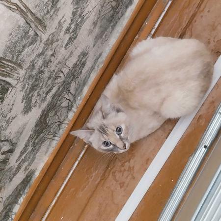 Нежнейшая кошечка с голубыми глазами в добрые руки с договором