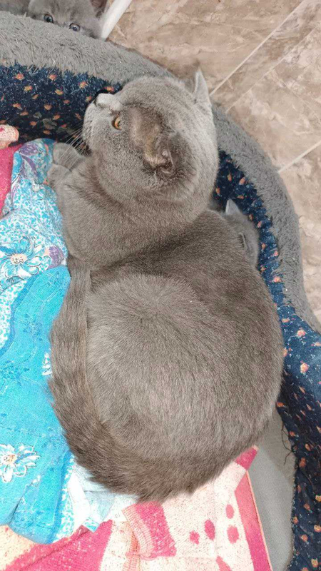 Британский котенок
