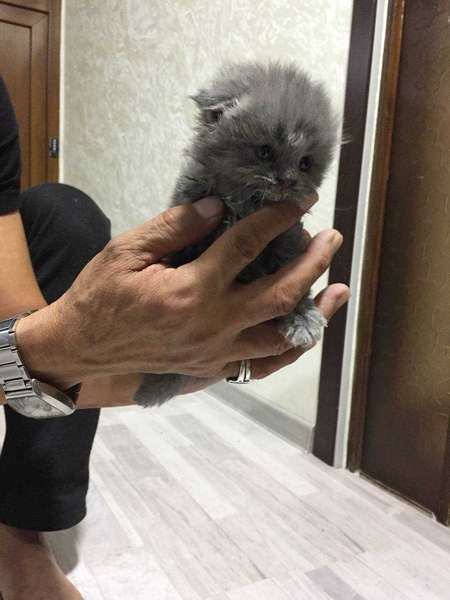 Британские котята фолд