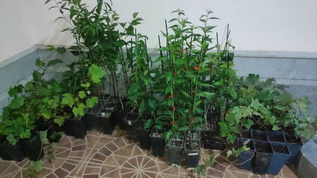 Тувакка янги навъ мевали кӯчатлар