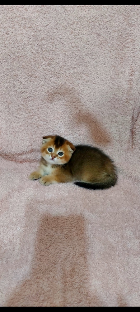 Продаются котята