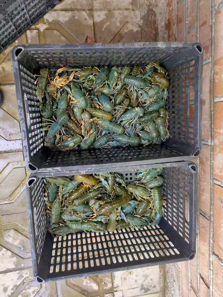 Раки (кискичбака)