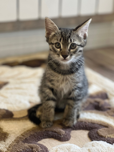 Котята скотиш страйт