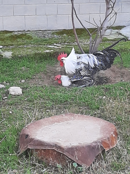 Breker zotni tuhumlari bor