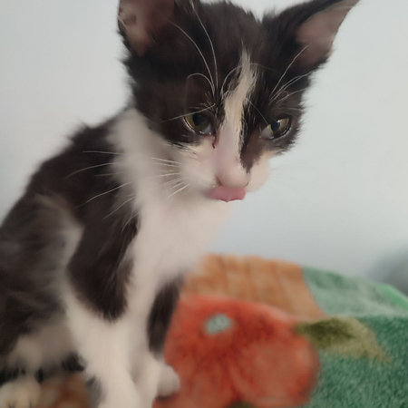 Бесплатно котята в добрые руки