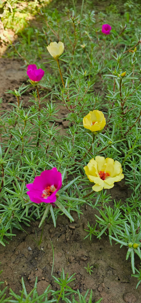 Gulbeor gul ko'chatlari