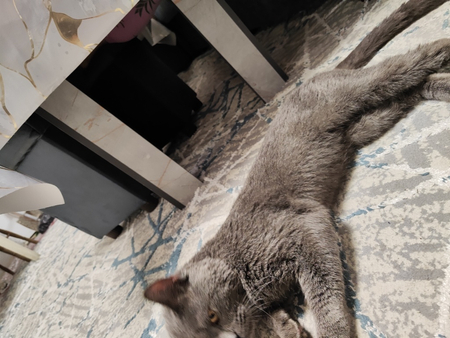 Кошка кот скотиш scotish