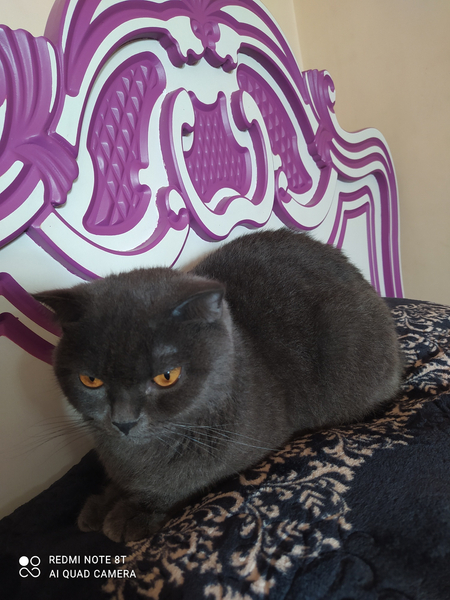 Koshka scotish fold