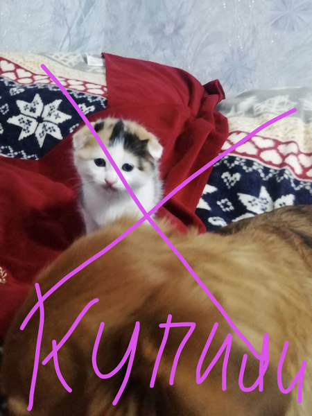 Котята продаются