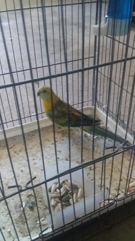 Papugay pepsgi sotiladi