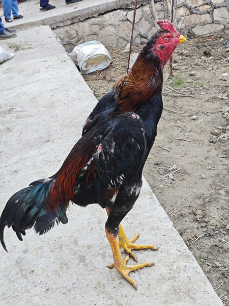 Kulangi Dakan Xo'roz