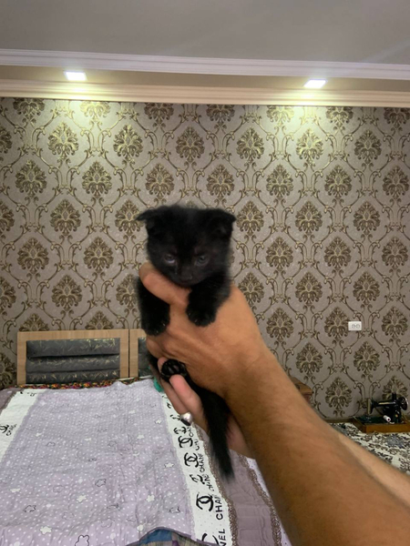 Котёнок одам даром