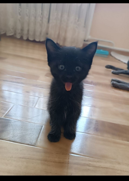 Котята в добрые и любящие ручки