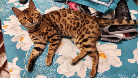 Бенгалская кошка