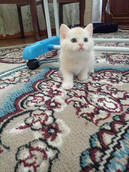 Продаются котята